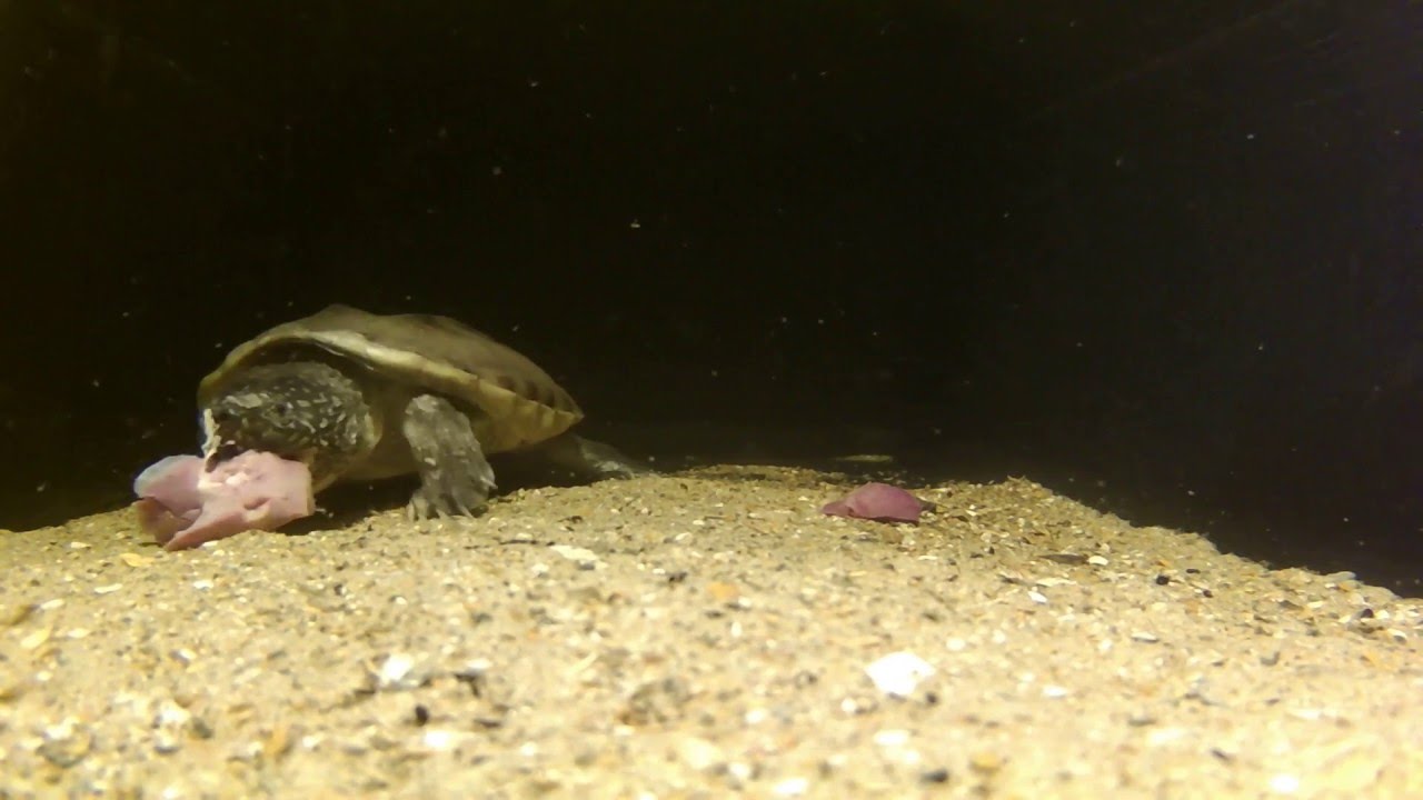 Staurotypus triporcatus - YouTube