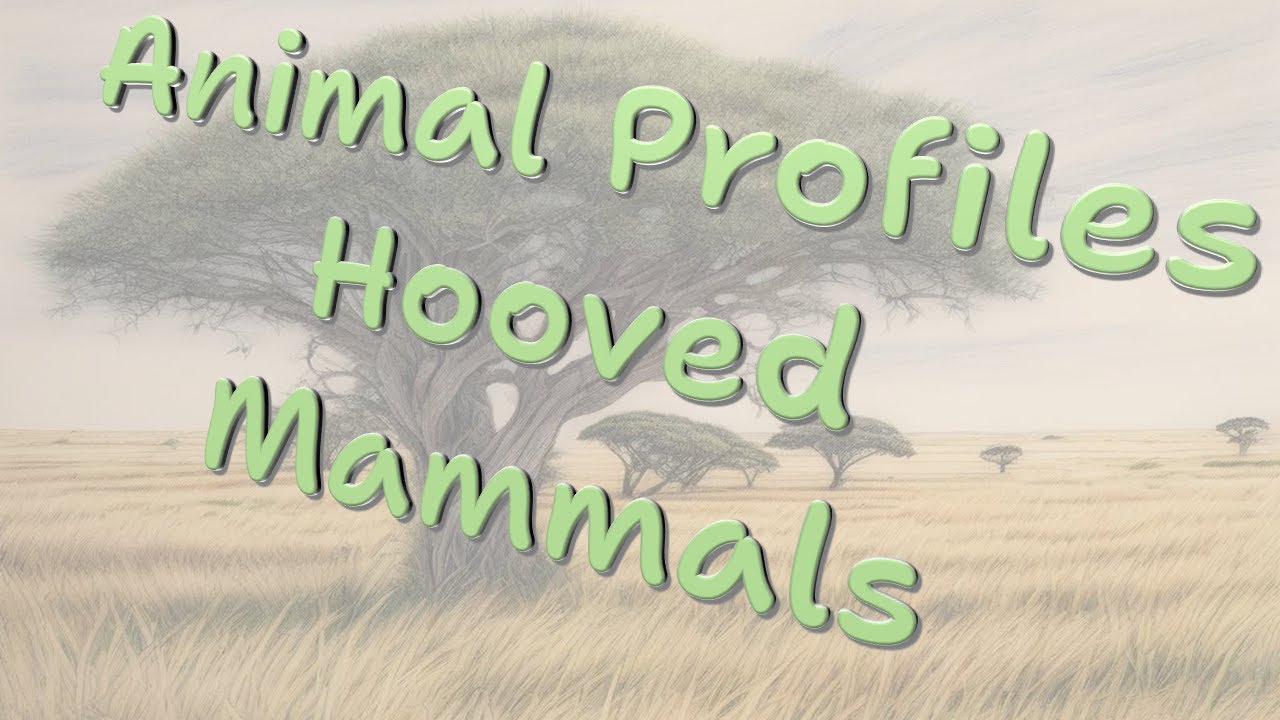 Hooved Mammals Animal Profiles - YouTube
