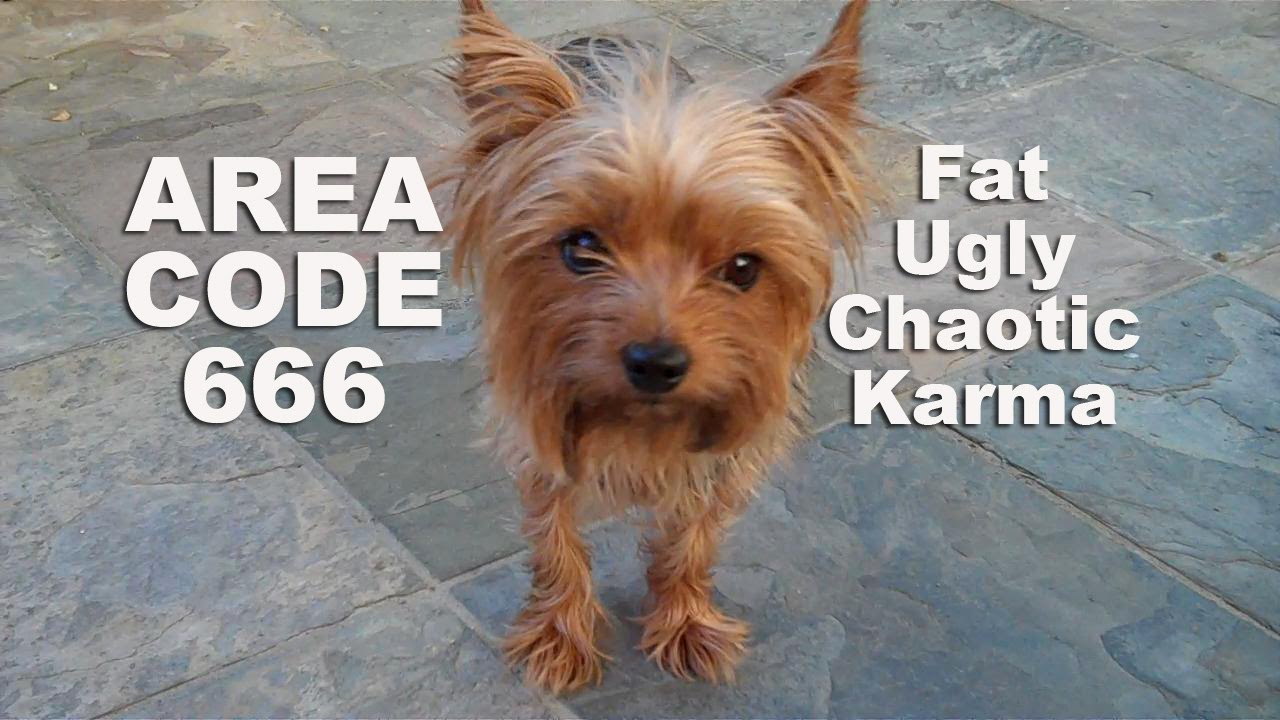 Area Code 666 Fat Ugly Chaotic Karma YouTube