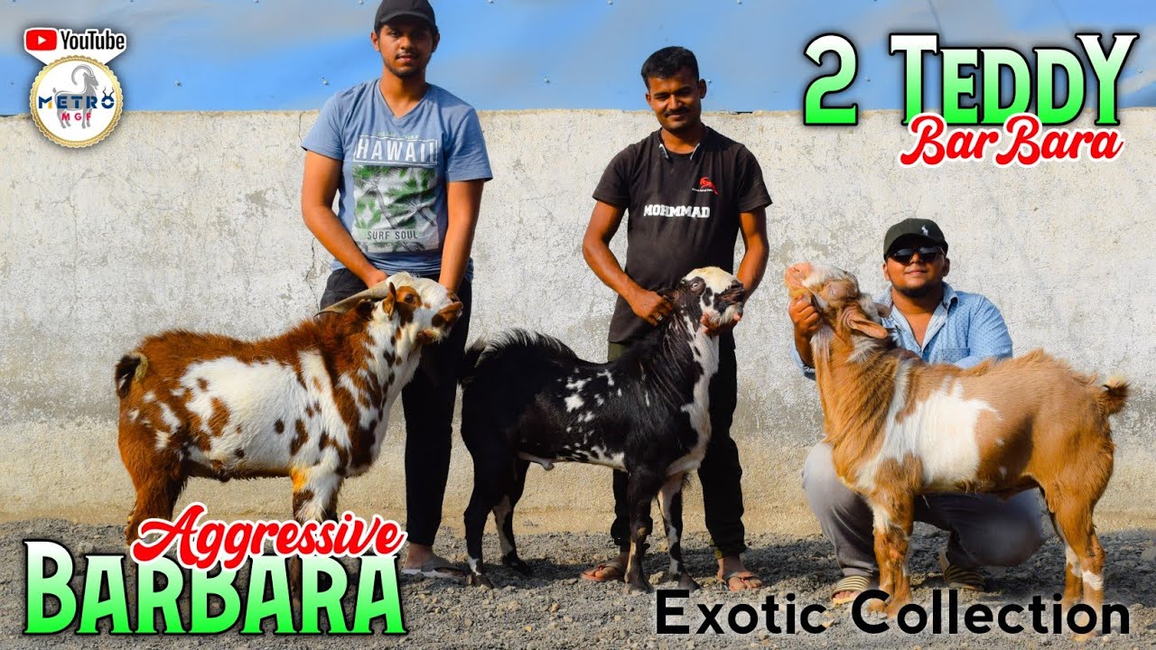 Rare and Exotic Teddy Barbara Goats For SALE at Poona Goat Farm | Andul ...