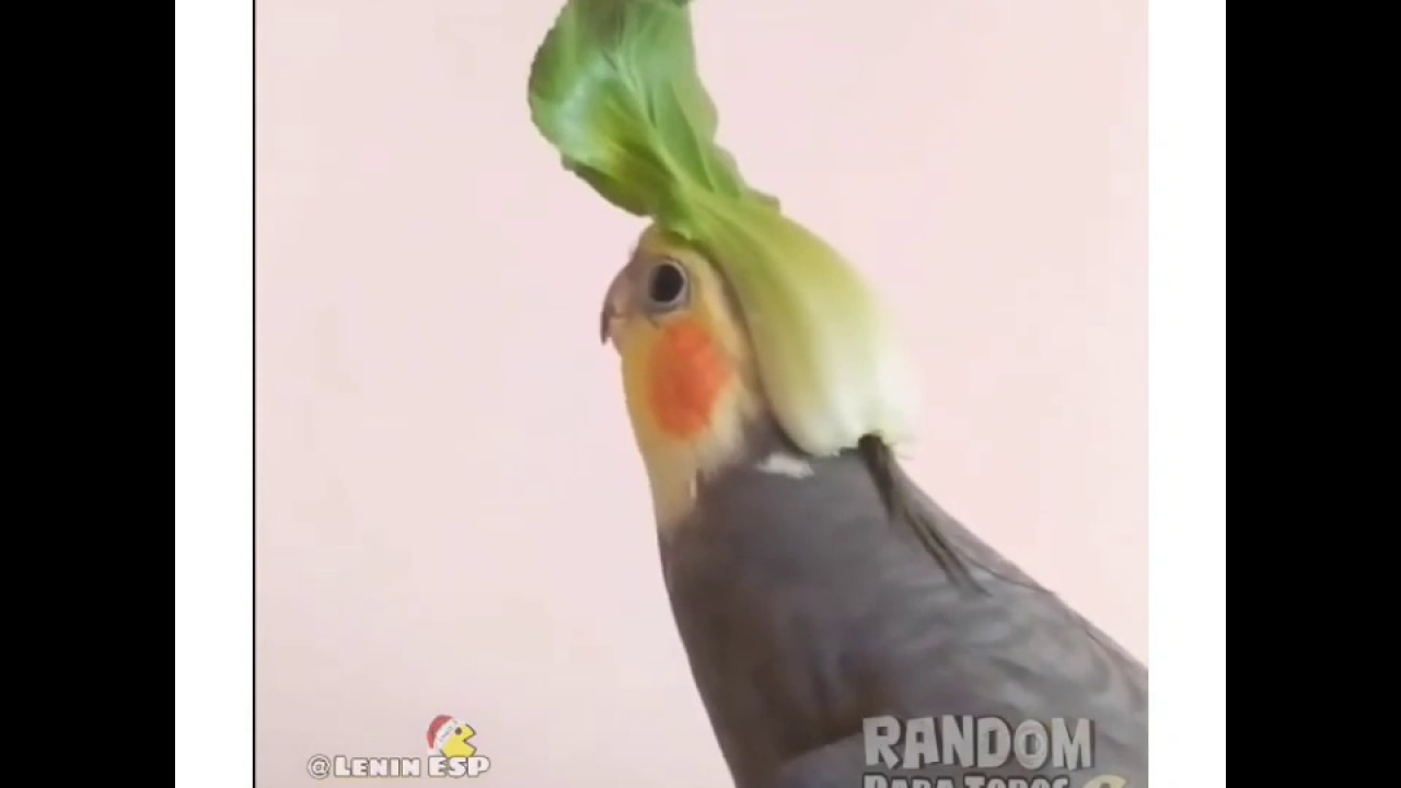 Un MEME RANDOM con loros cantando y bailando XD - YouTube