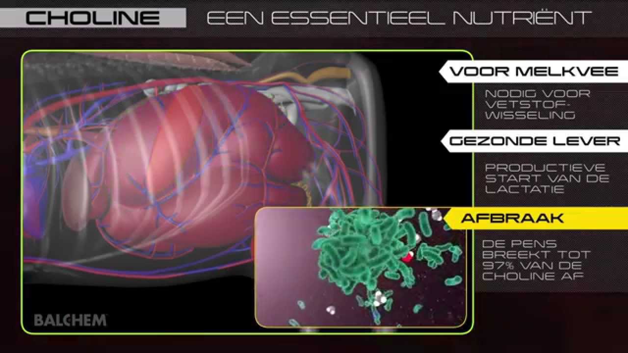 ReaShure, The Movie -- Dutch Version - YouTube