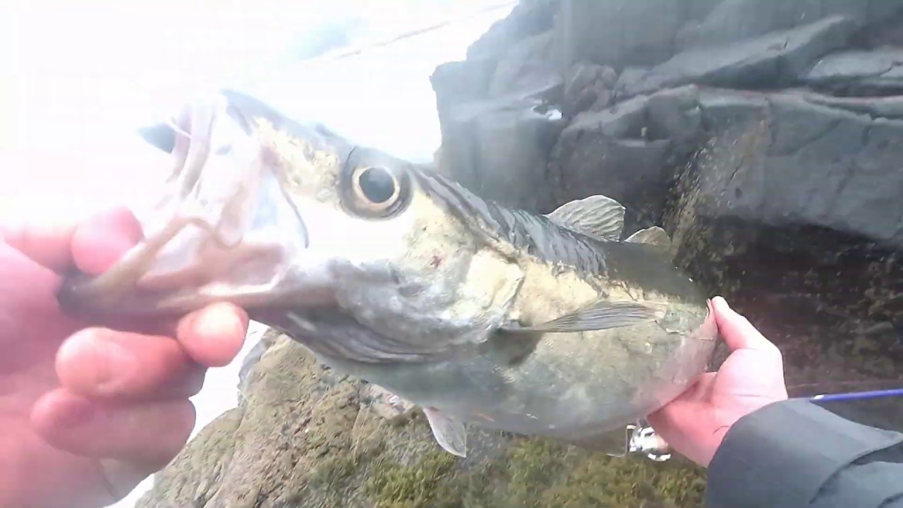 Spring Rock Fishing for a good pollock! - YouTube