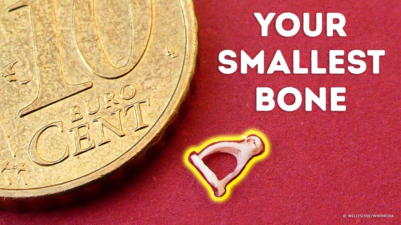 ASTONISHING Secrets of Human Bones! You Won't Believe What's Inside ...