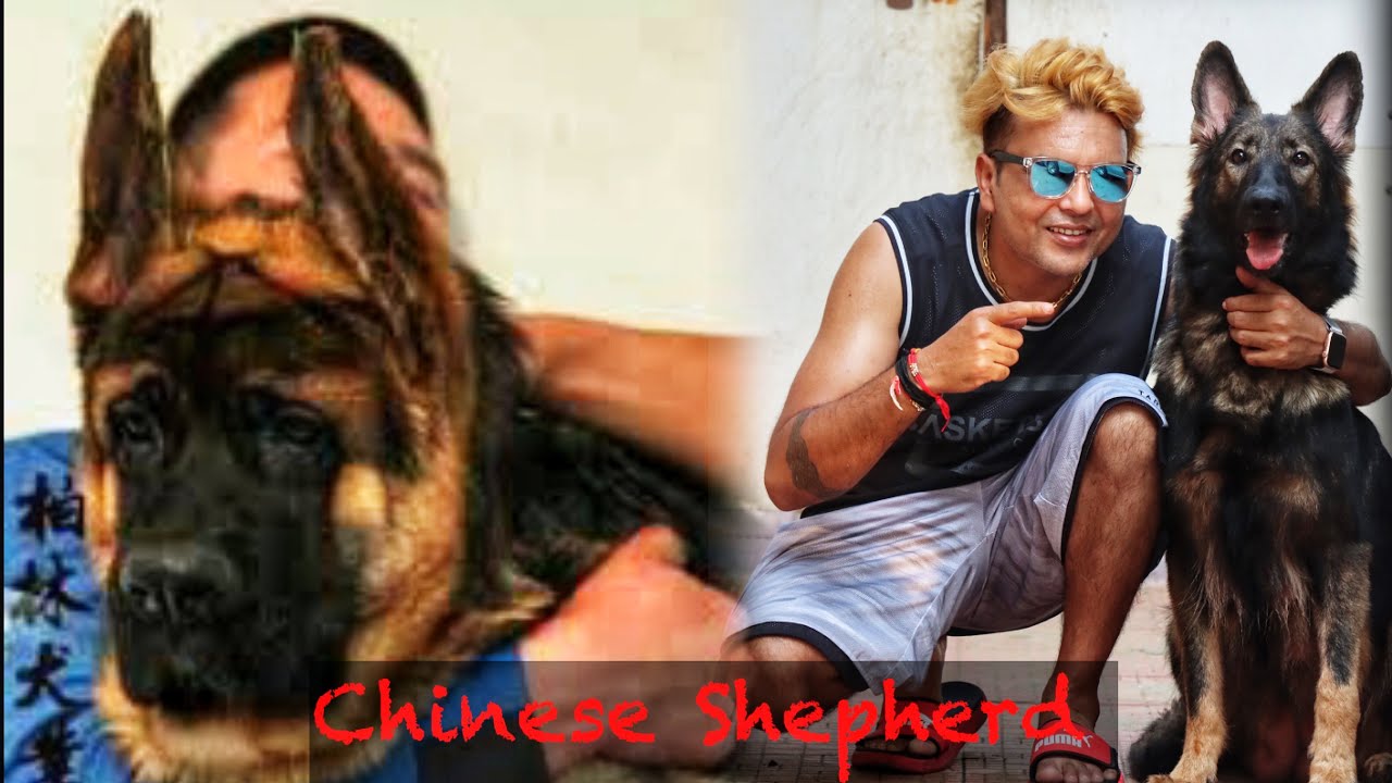 Delhi ~ Chinese German Shepherd And Chinese Labrador First Time In ...