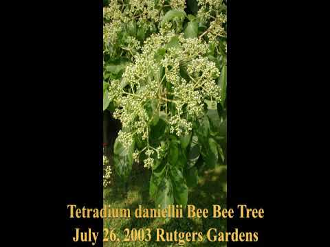 Tetradium daniellii Bee Bee Tree - YouTube