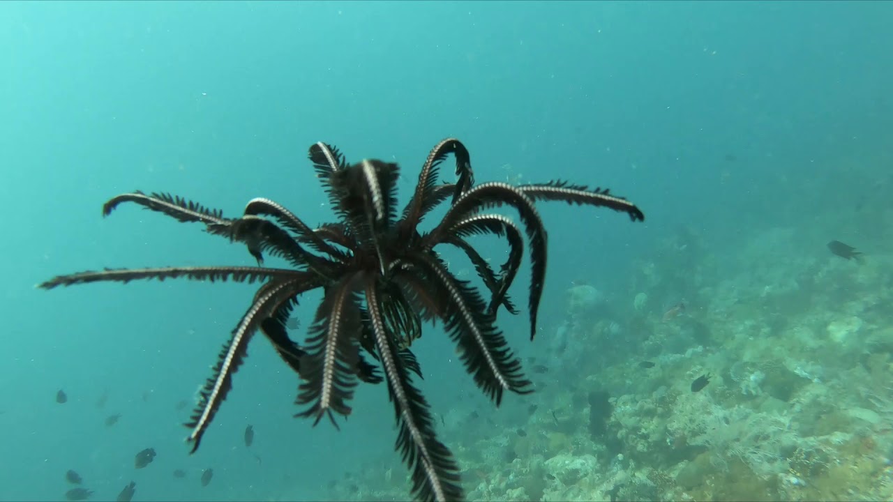 Swimming Crinoid - Diving in the Philippines 2019 - YouTube