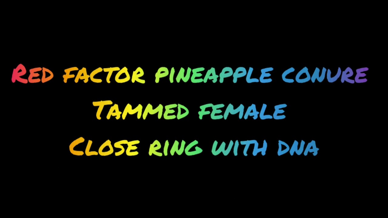 Red factor pineapple conure tammed female ... - YouTube