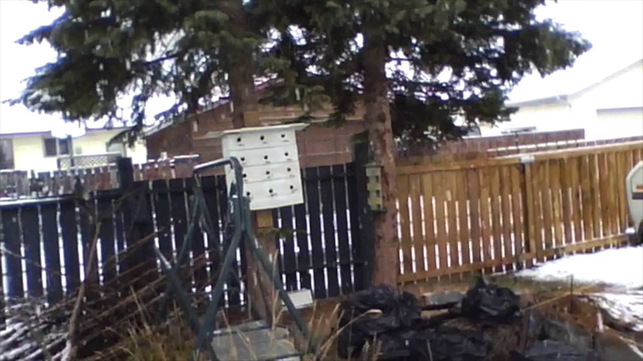 Calgary Weather Nov. 1, 2014 - Snow's here now - YouTube