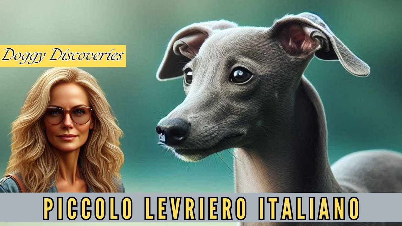 PICCOLO LEVRIERO ITALIANO - conosciamo il nostro amico peloso - YouTube
