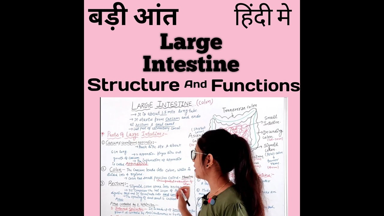 Large Intestine Structure And Functions Part -10 #Digestivesystem #NEET ...
