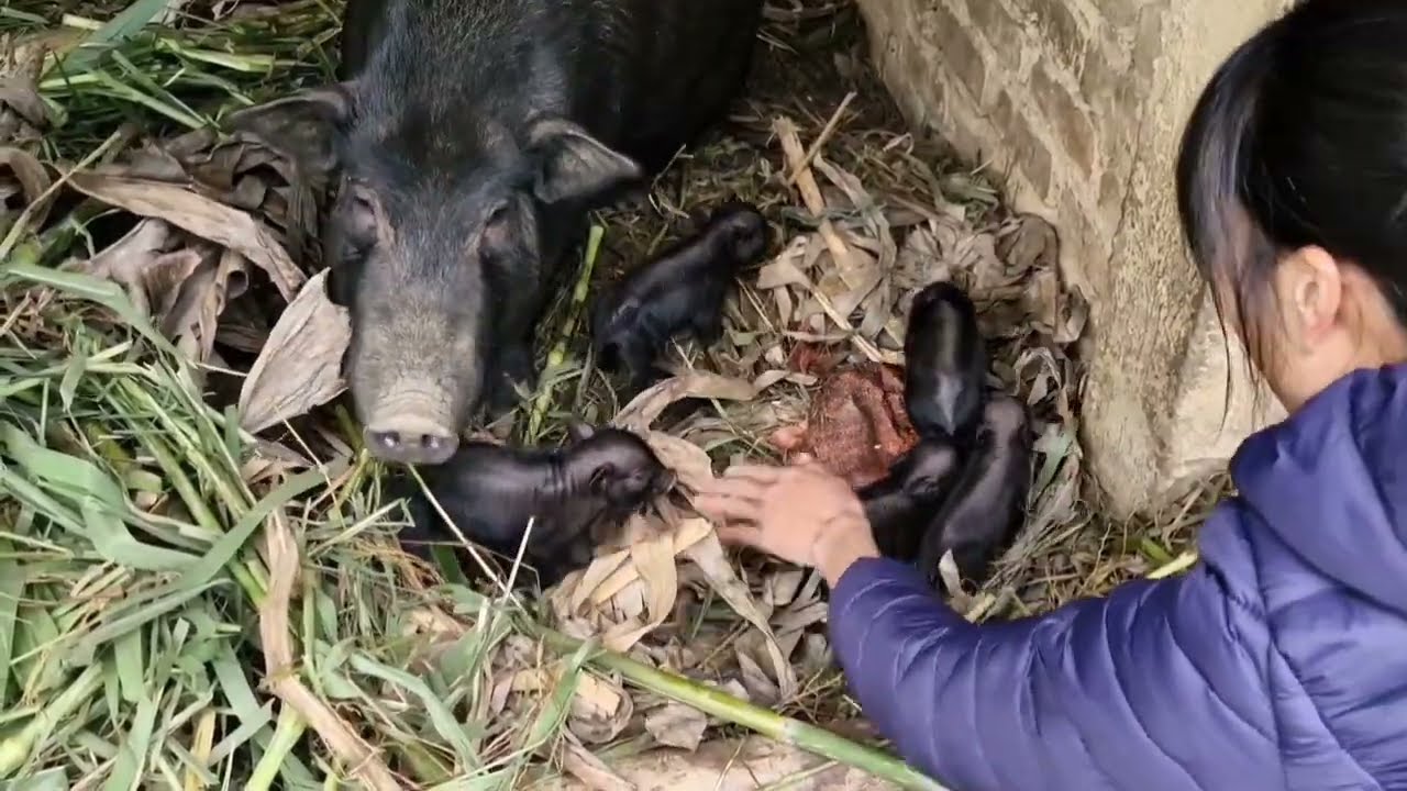 FULLVDEO: Woman raises pigs for breeding according to traditional ...