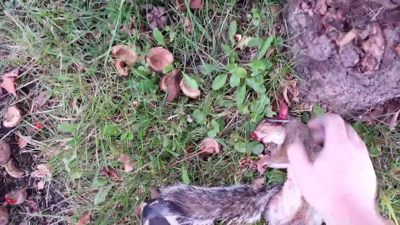 🐿Indiana Squirrel Hunting 2016-2017: Air Rifle .177 cal HUNTING Front ...