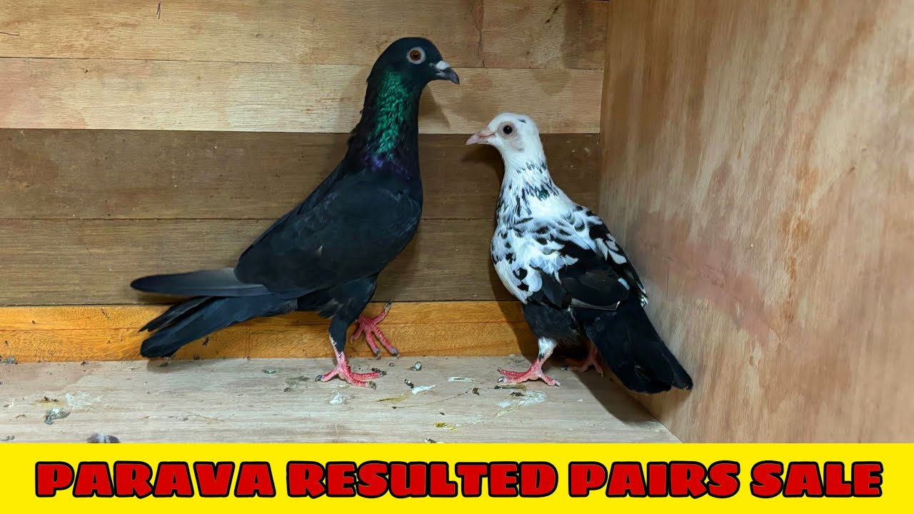 PARAVA GAURENTY RESULTED PAIRS FOR SALE | 6374370483 | resulted pairs ...