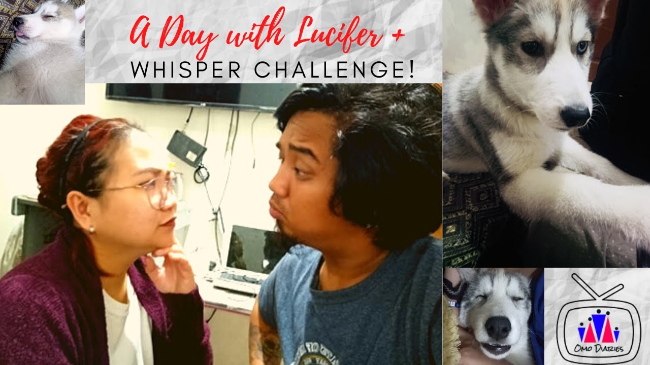 INTRODUCING LUCIFER THE HUSKY | WHISPER CHALLENGE - YouTube