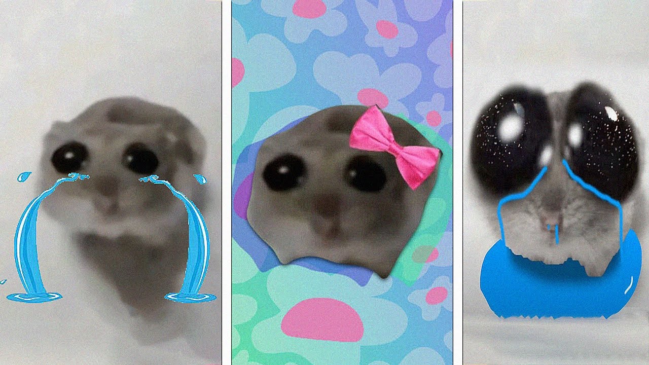Sad Hamster + MEMES - YouTube