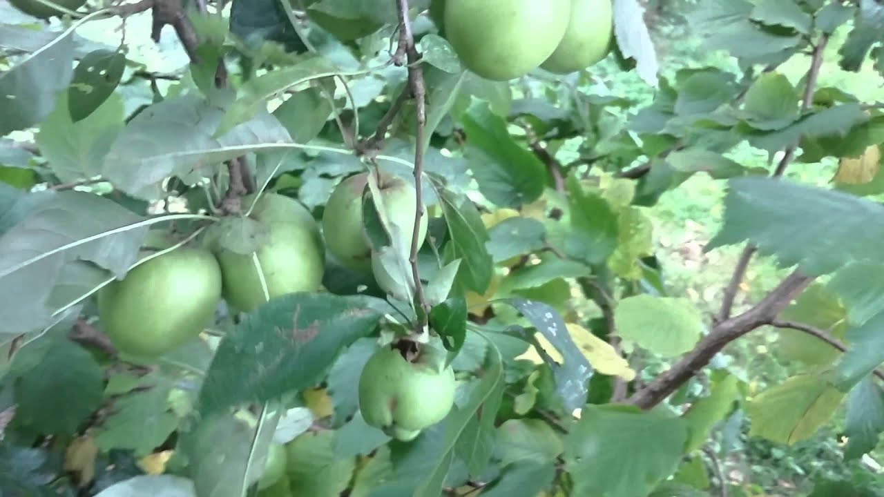 An old Golden Delicious tree in the UK. - YouTube