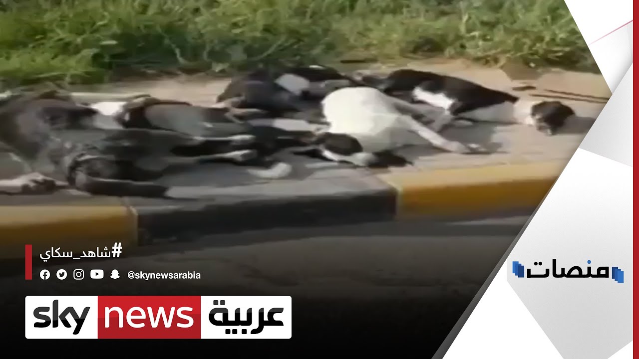 فيديو تسميم الكلاب الضالة في الكويت يثير غضبا على مواقع التواصل