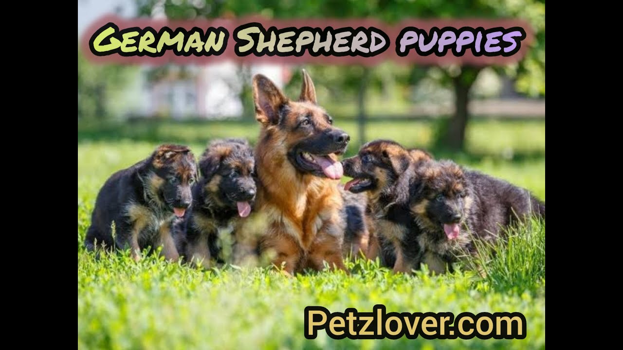 German Shepherd Puppies That Will Make You Smile #GermanShepherd, # ...