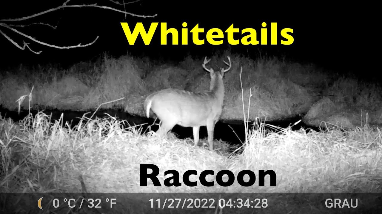 Agitato A323 Trail Cam: November 25-28, 2022 - YouTube
