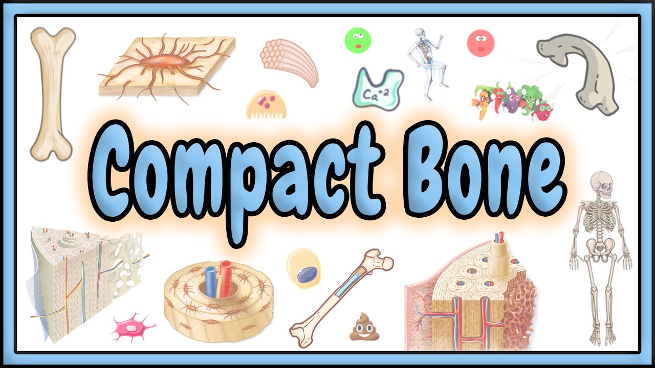 80. Compact bone (Cortical bone) - YouTube