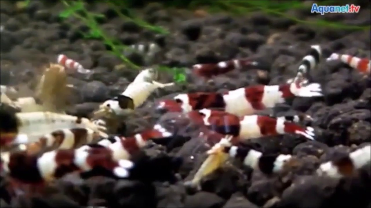 Udang Red Bee Aquascape P2 - YouTube