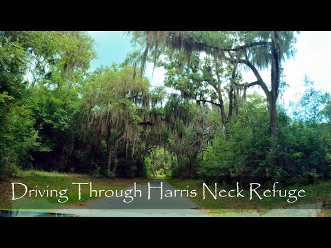 Driving Through Harris Neck National Refuge: Townsend, Georgia - 4K ...