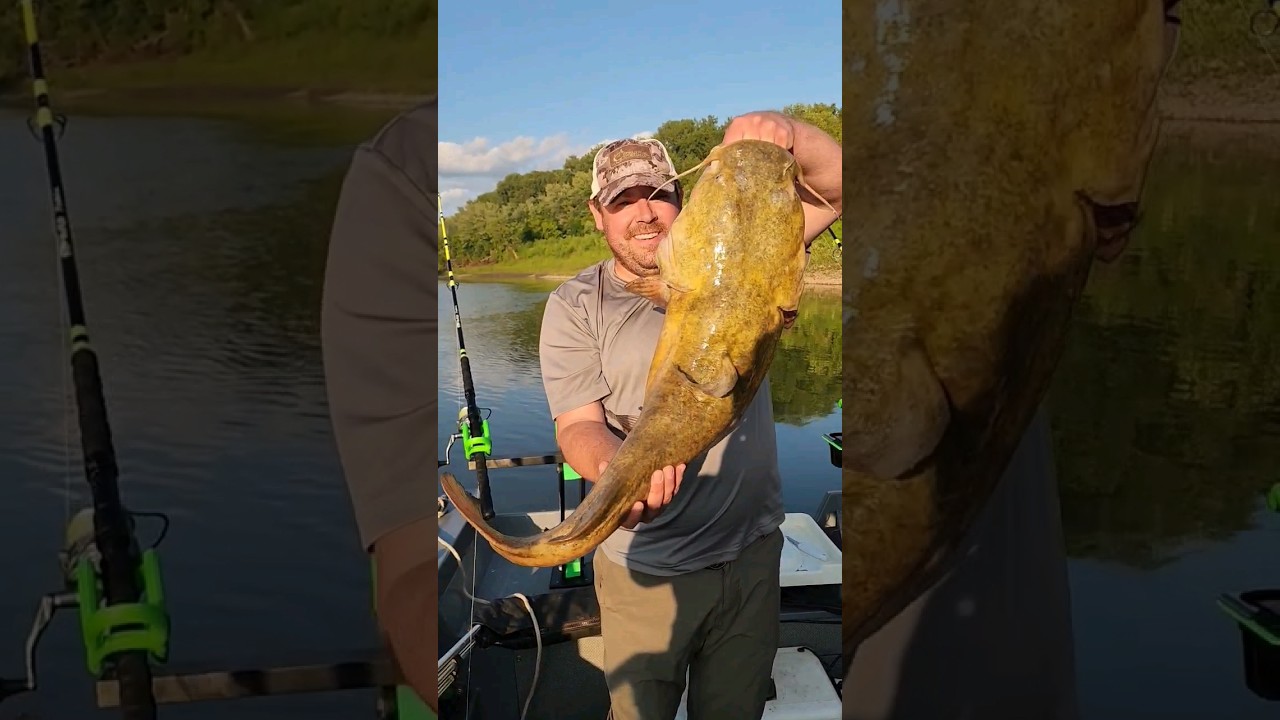 Nice Yellow Flathead Catfish for Travis! - YouTube