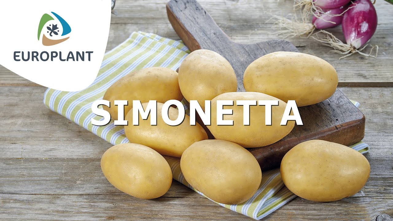 SIMONETTA Sortenvideo / variety video - YouTube