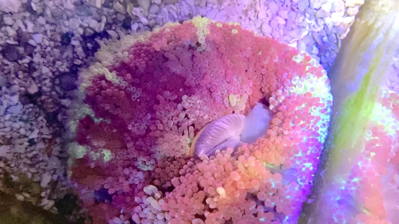 How do anemones eat? - YouTube