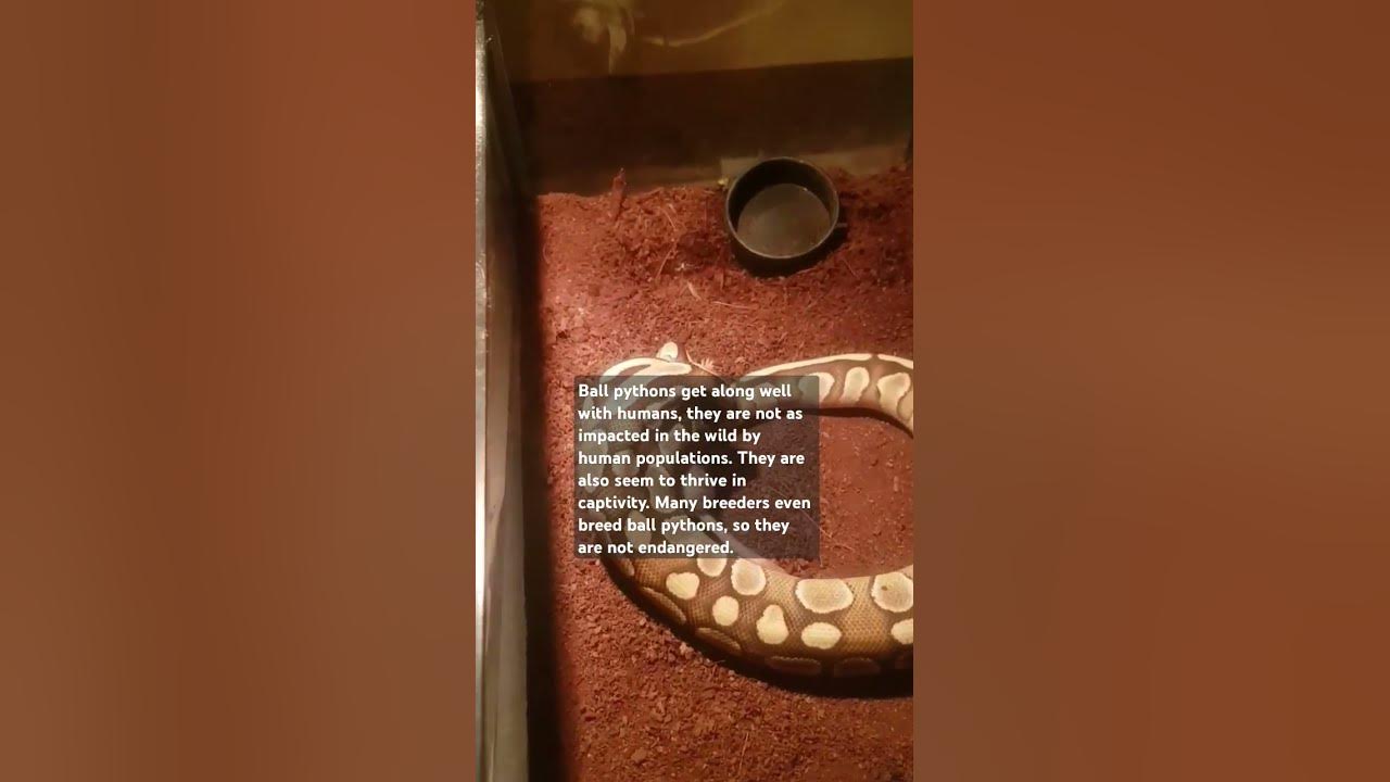 Differences Between Ball Python X Blood Python | Best Pets ...