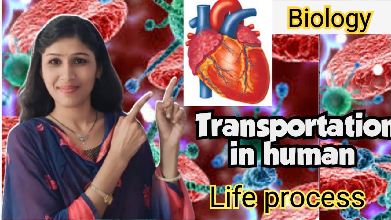 life process class 10 transportation in human beings - YouTube