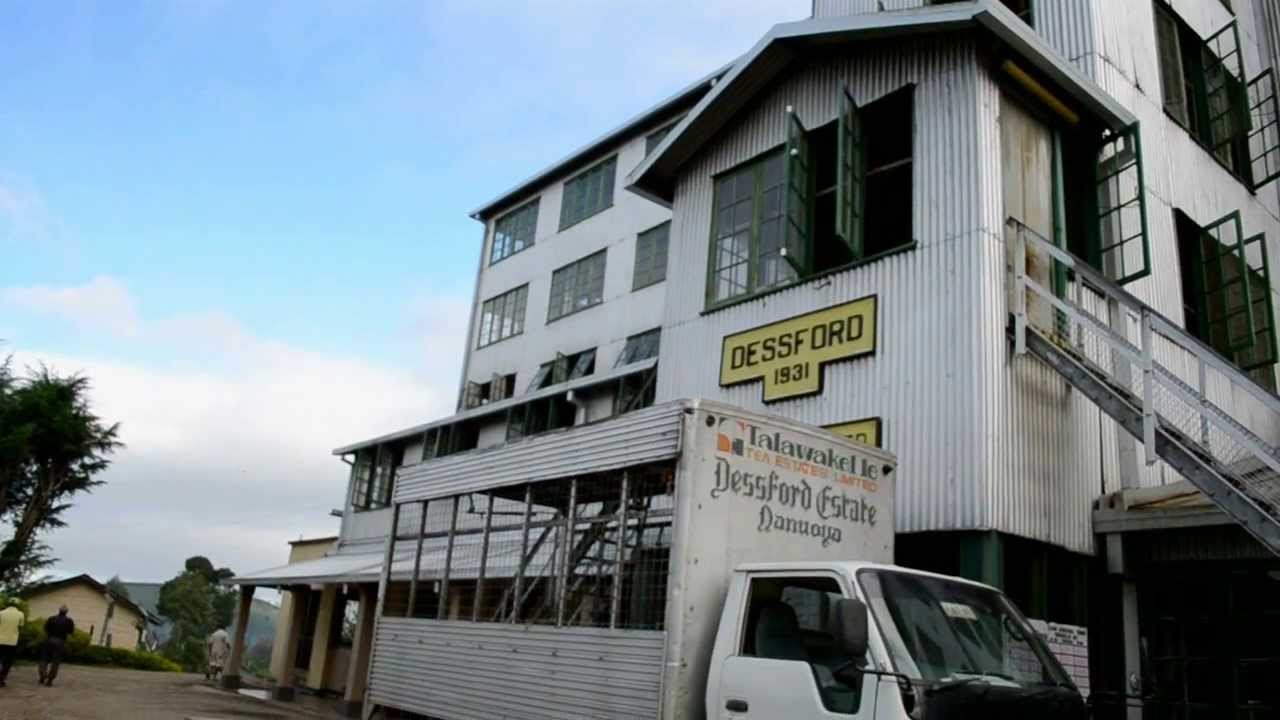 Dilmah Tea Estate - Dessford - YouTube