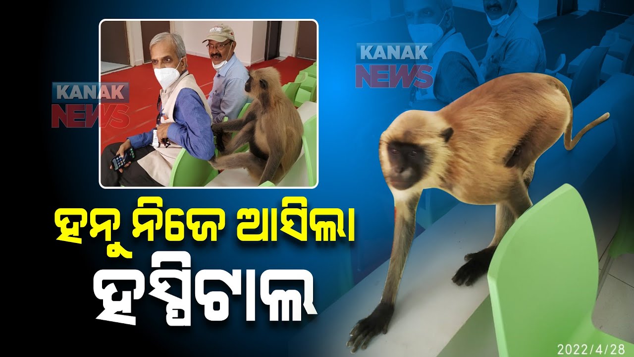 Monkey Went To Hospital For Treatment At Bhubaneswar - YouTube