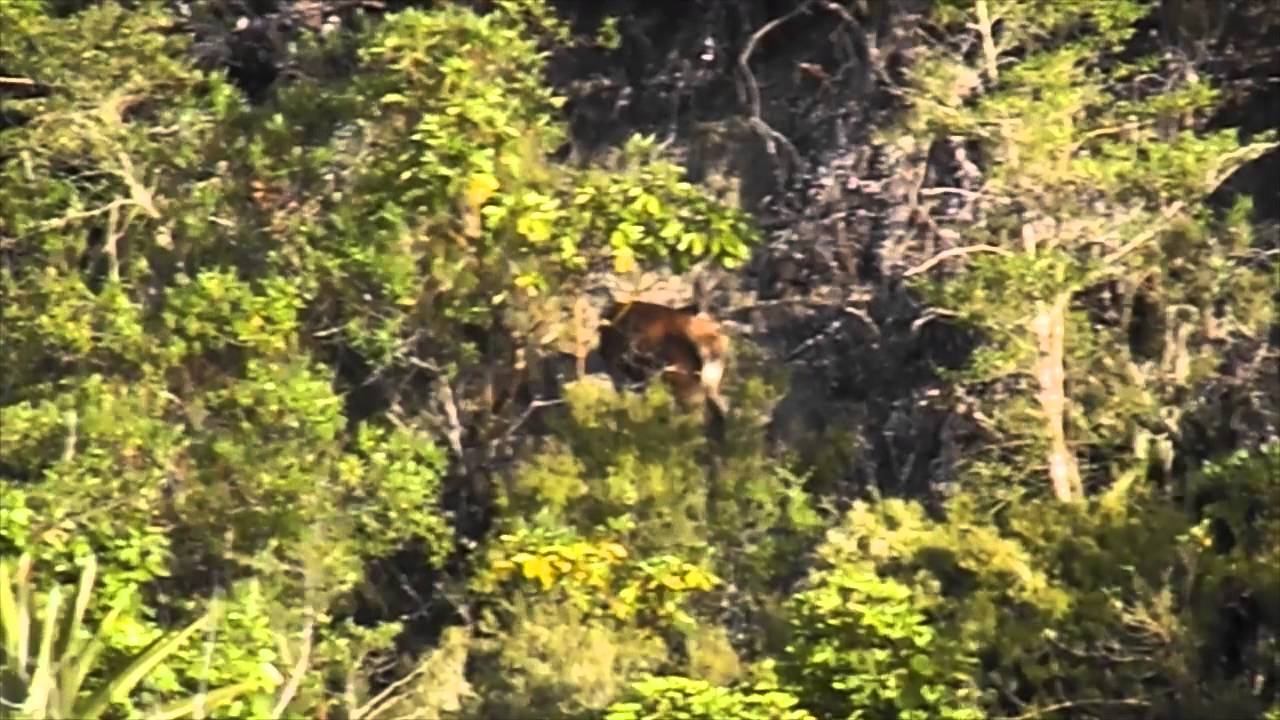 Ruahine Xmas 14 Hunt - YouTube