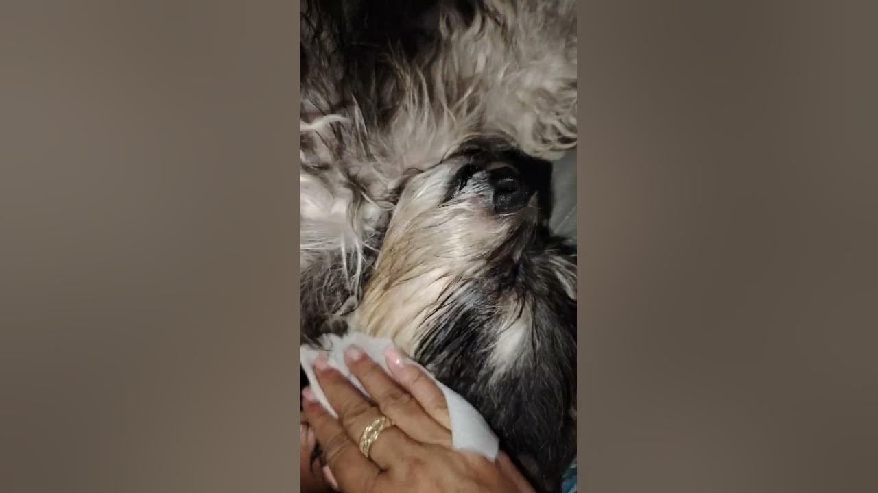 Cute Dog Daily Life ️ - YouTube