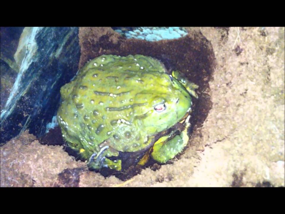 Pyxie Frog Shedding - YouTube
