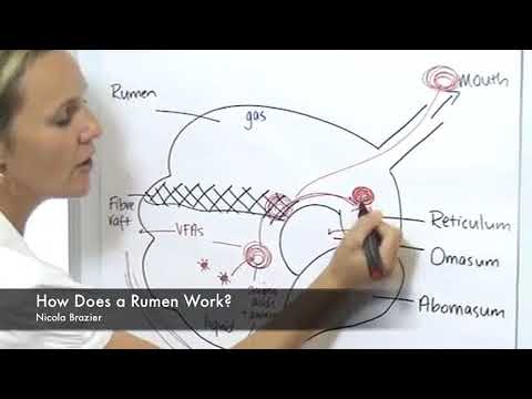 13 How Does a Rumen Work YouTube - YouTube