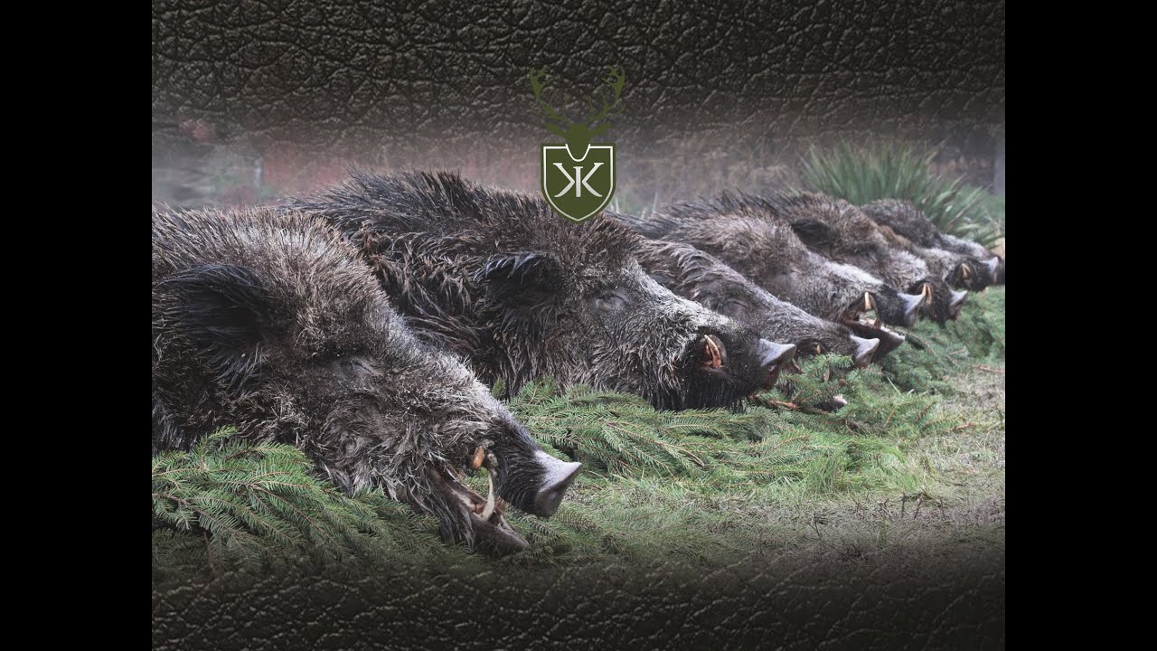 Trailer hunting Wild boar on a driven hunt in Romania! - YouTube