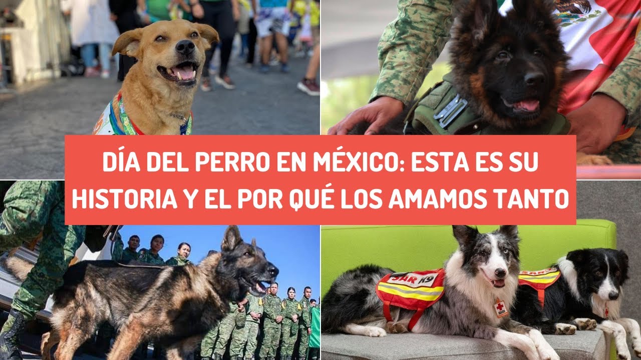 Día del perro en México: Esta es su historia y el por qué los amamos ...