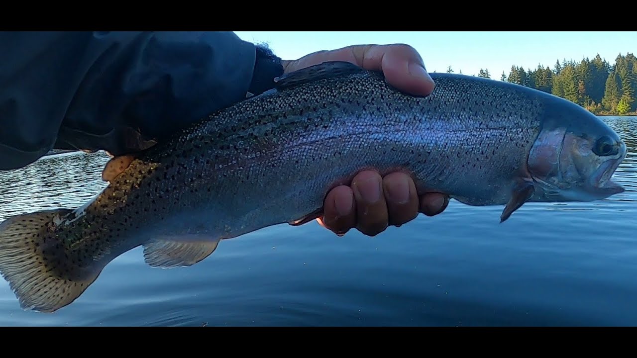 Lake Rainbow Trout Fishing in June, 6월 호수 무지개 송어 낚시 - YouTube