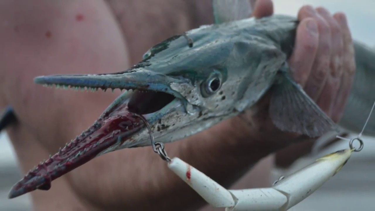 GIANT Needlefish Caught From Shore in Costa Rica - YouTube