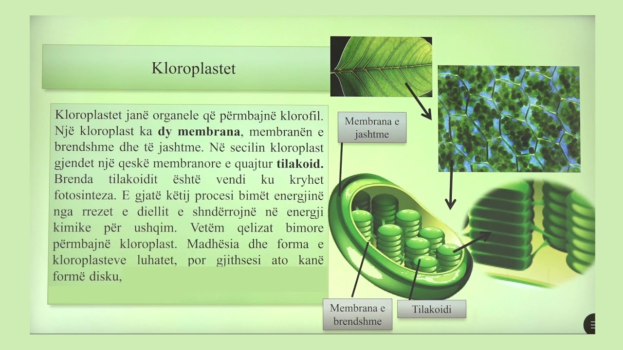 8 06 007 - Java e katërt - Biologji - Dallimet në mes të qelizës bimore ...