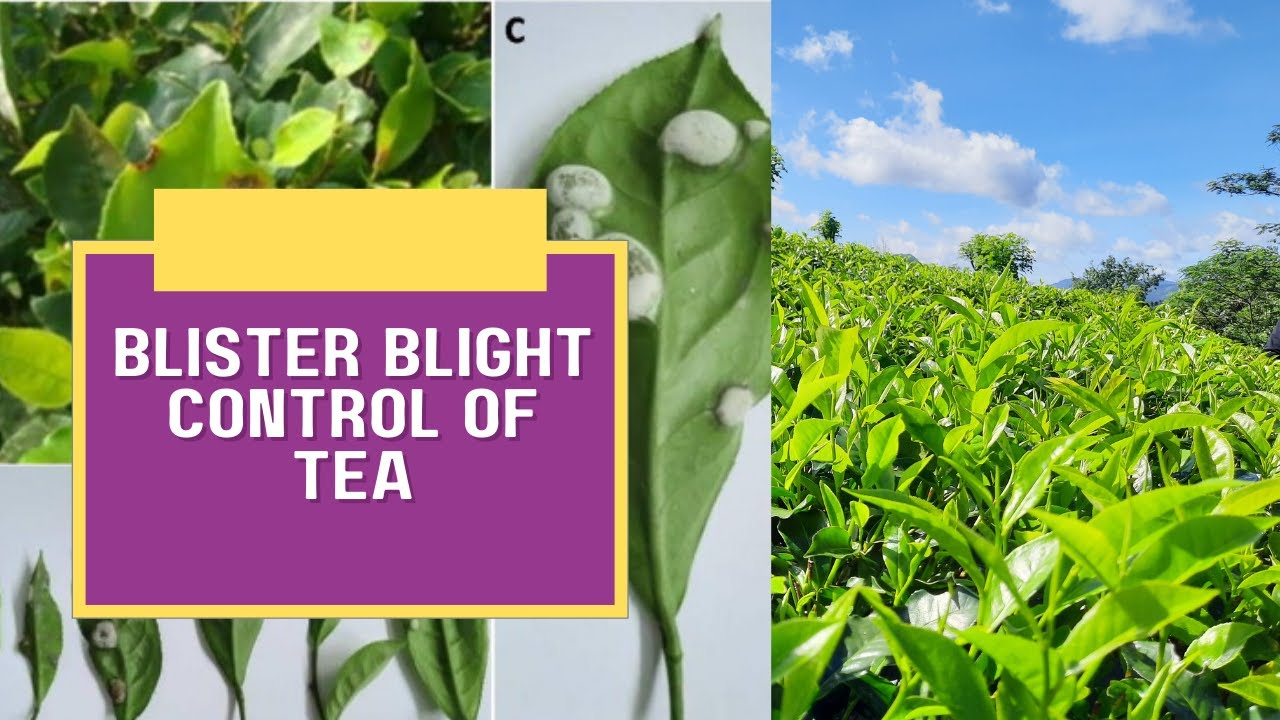 Blister Blight Control of Tea (තේ වගාවේ සුදු බුබුළු අංගමාරය පාලනය ) # ...