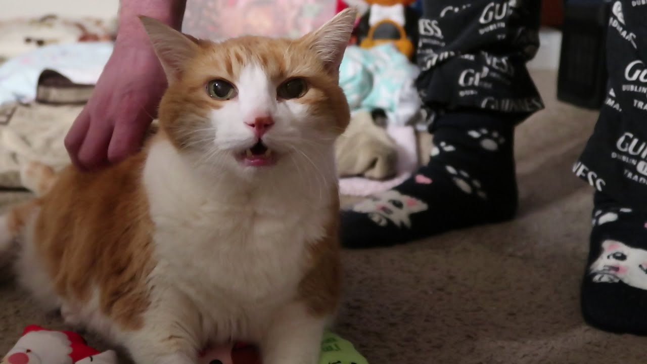 My Cat Tells Me Off - YouTube
