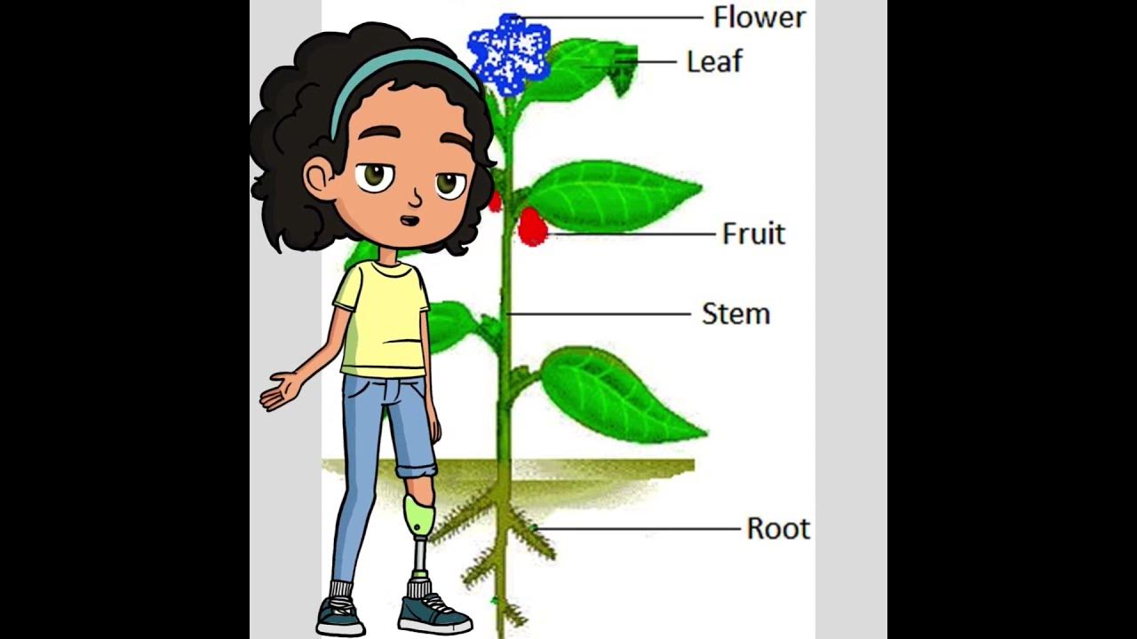 🌱Explore the Amazing Parts of a Plant! | Roots, Stems, Leaves & Flowers ...