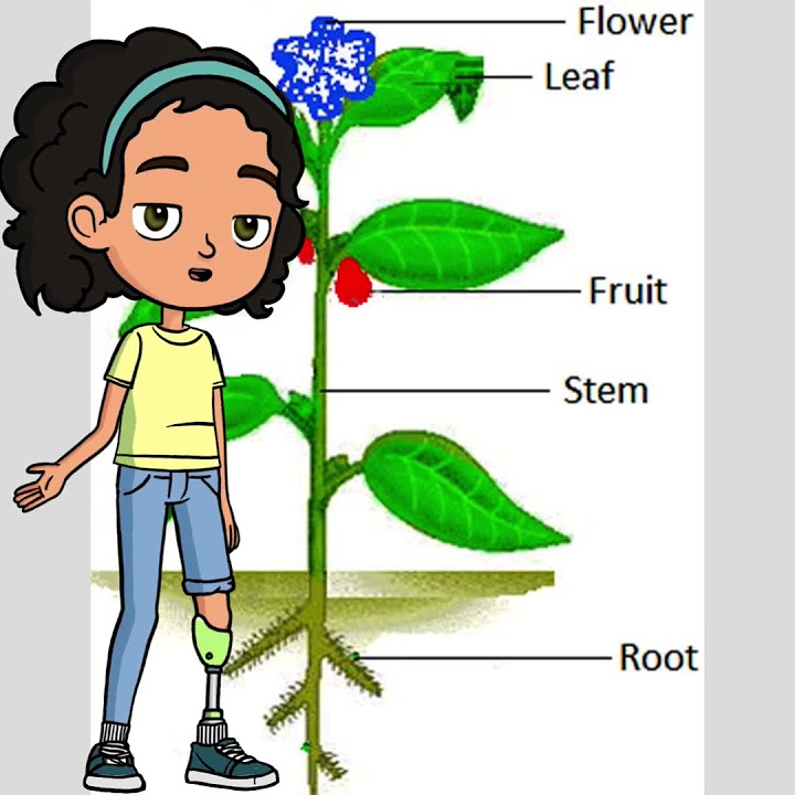 🌱Explore the Amazing Parts of a Plant! | Roots, Stems, Leaves & Flowers ...