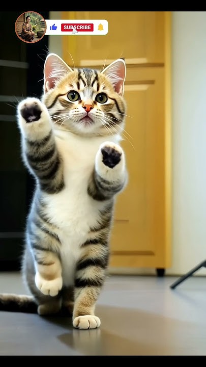 Kucing lucu dan imut ( funny cat) #catdance #catdancing #catlover #kucingimut #kucinglucu - YouTube