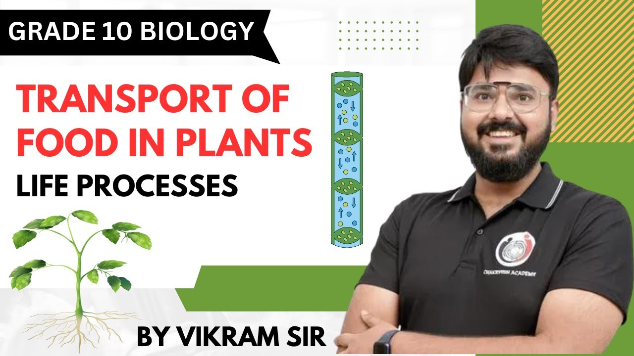 Phloem & translocation | Biology | Life processes | Class 10 Science ...