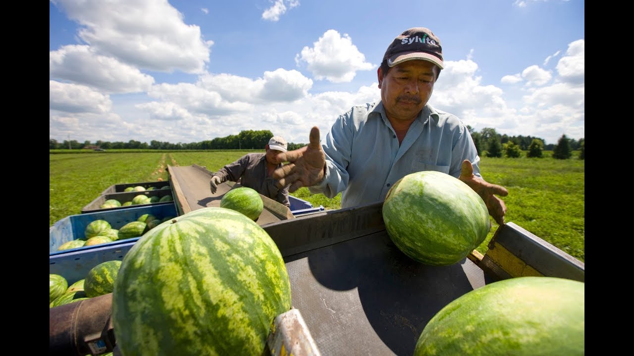 Watermelon harvest in full swing near Mt. Brydges - YouTube